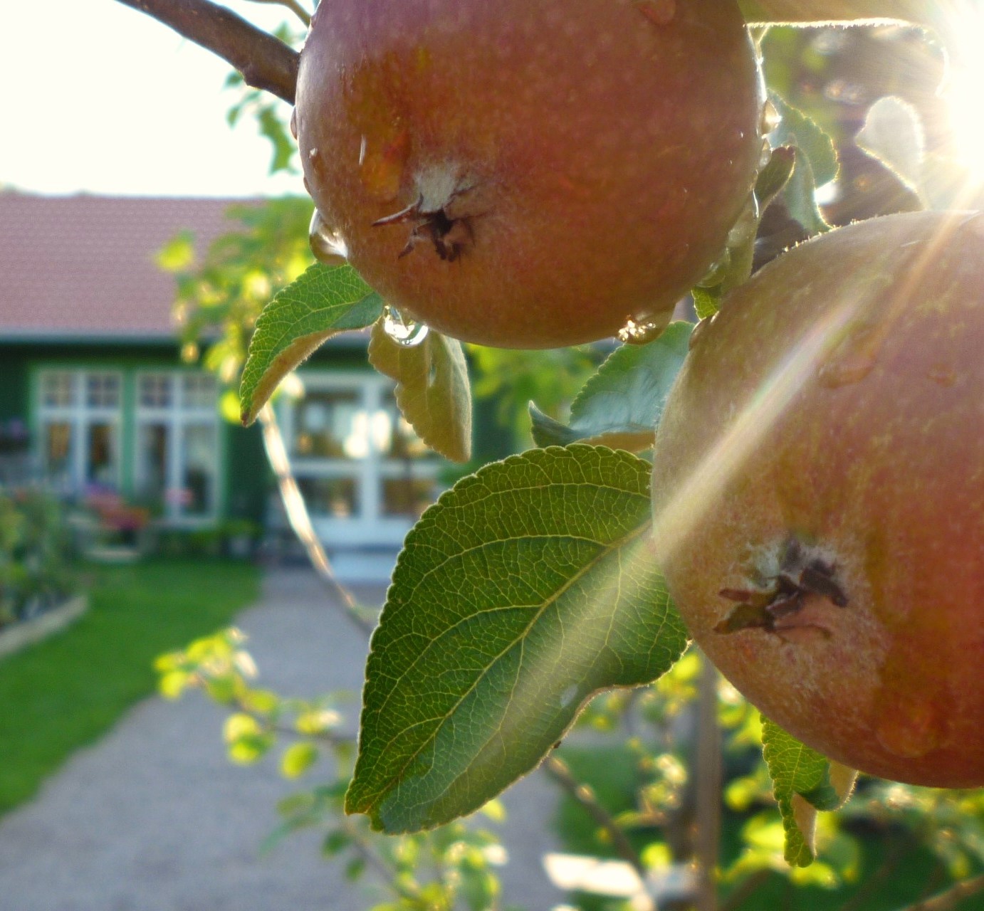 Älskade äpplen – Odlingslycka